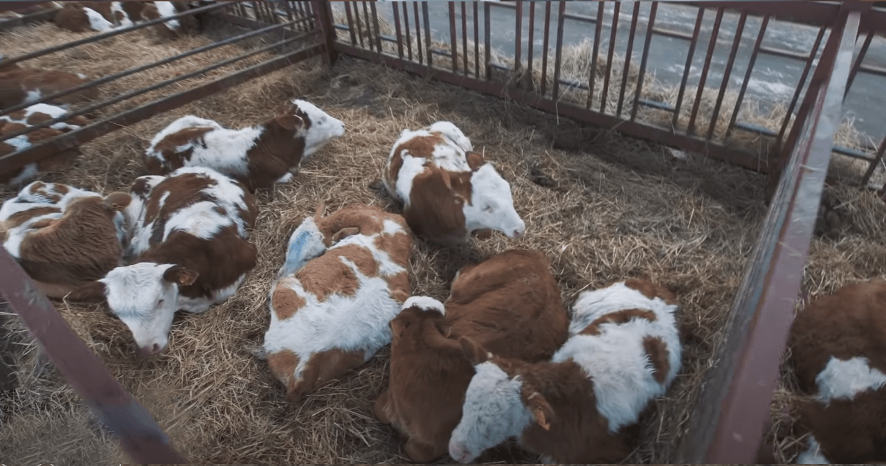 Universitetimiz bozorini arzon va sifatli chorvachilik mahsulotlari ...